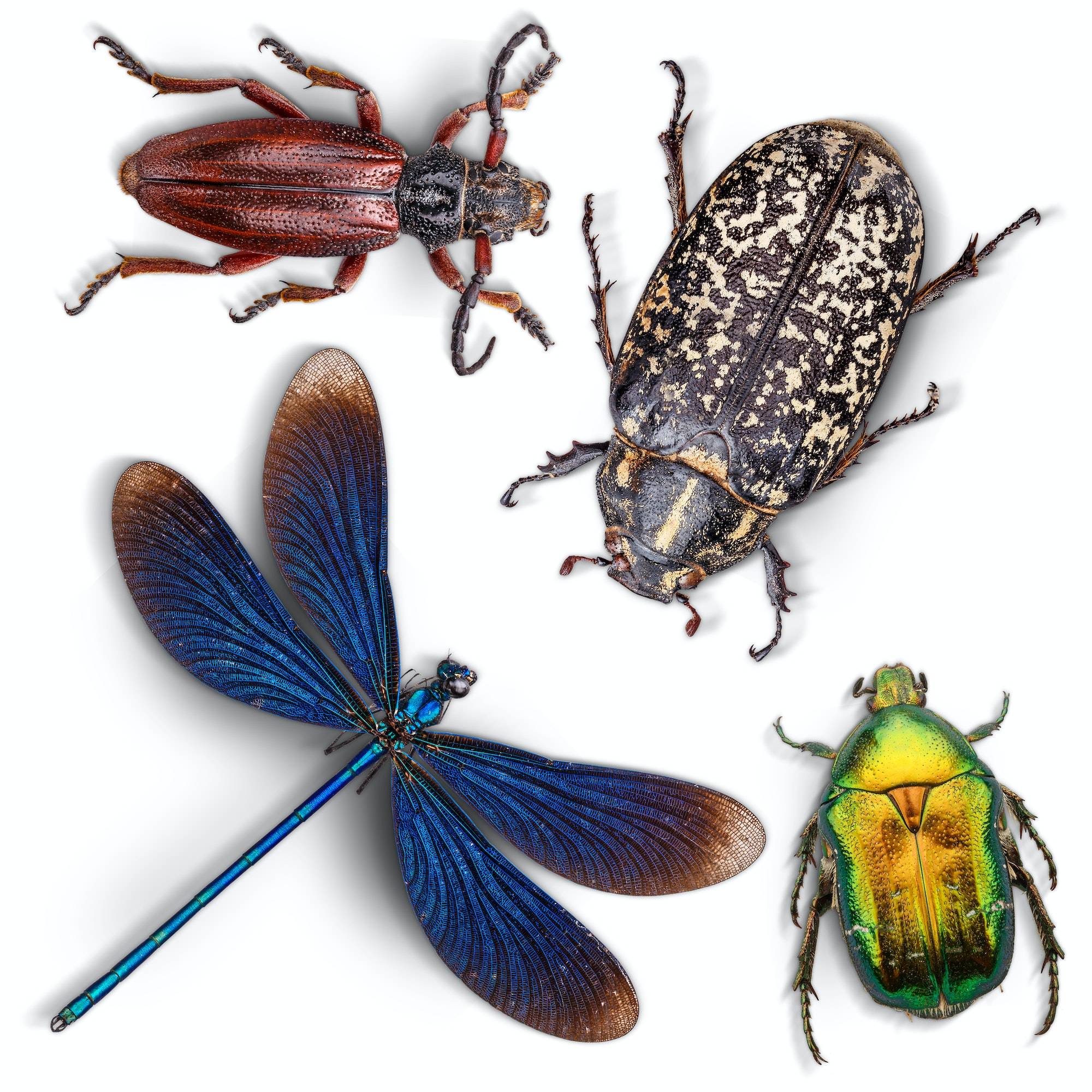 Identifying Common Pests in South Mississippi: A Comprehensive Guide ...
